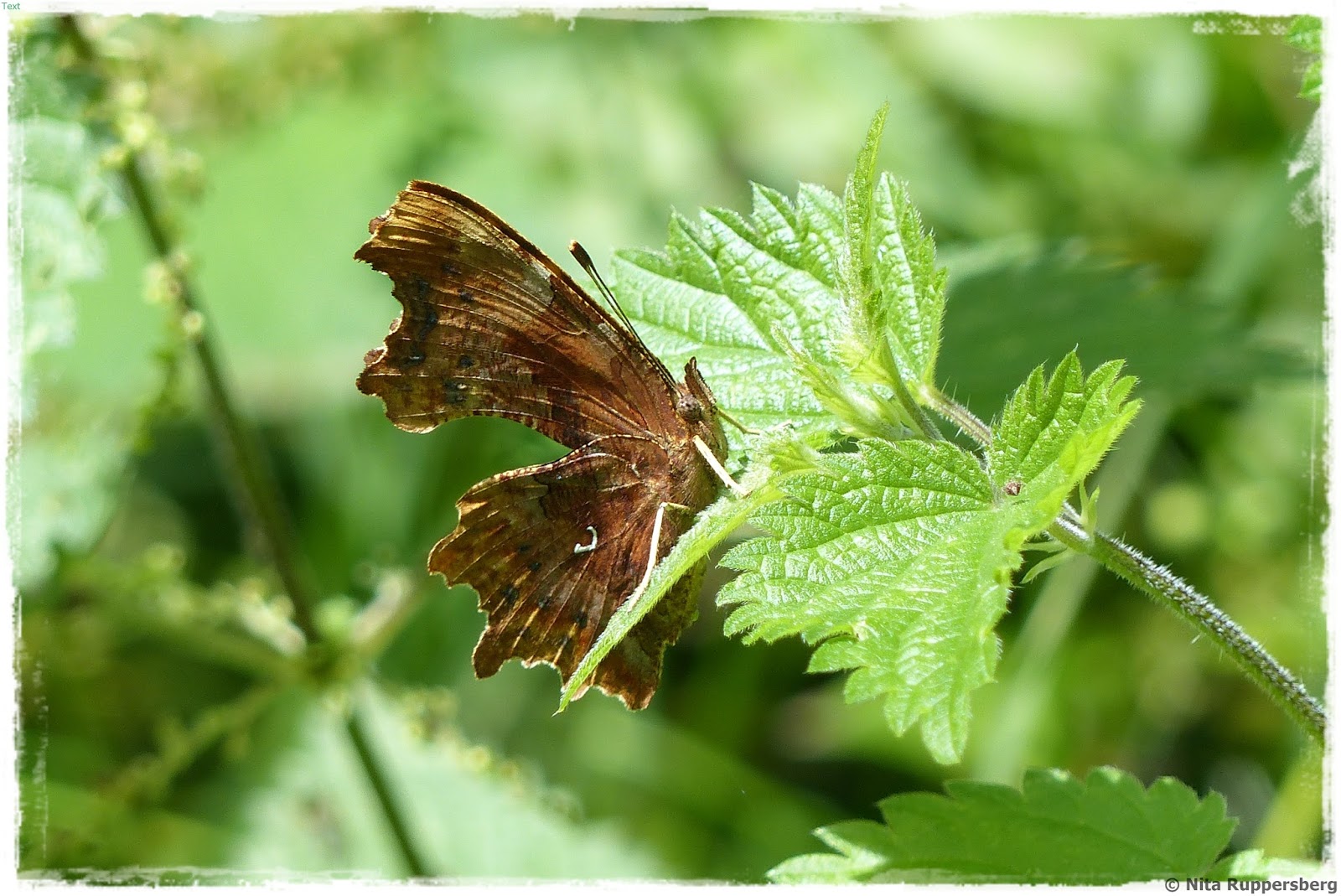 Kaalvoet in Engeland: Skone Skoenlappers