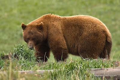 Cinnamon Bear | The Life of Animals
