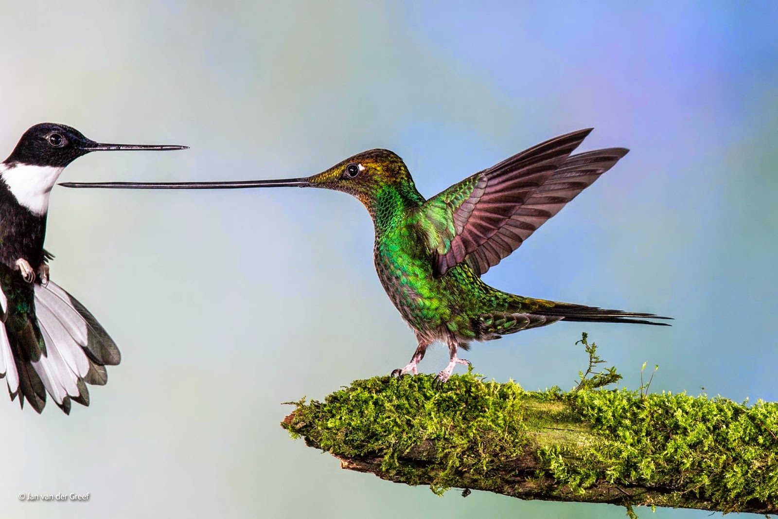 de bichos y +: COLIBRÍ PICO ESPADA