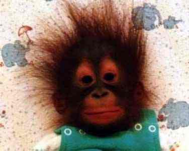 Funny Monkey Faces and Expressions Photos | Funny Collection World