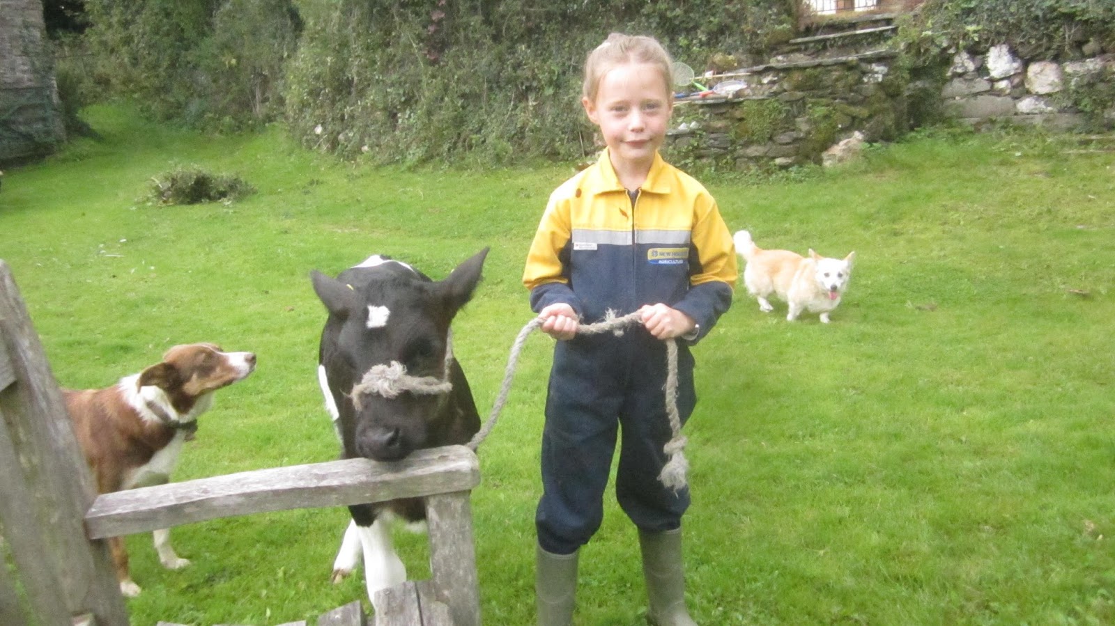 Life on a Welsh Farm: Weekend Away, Halter-training Calf