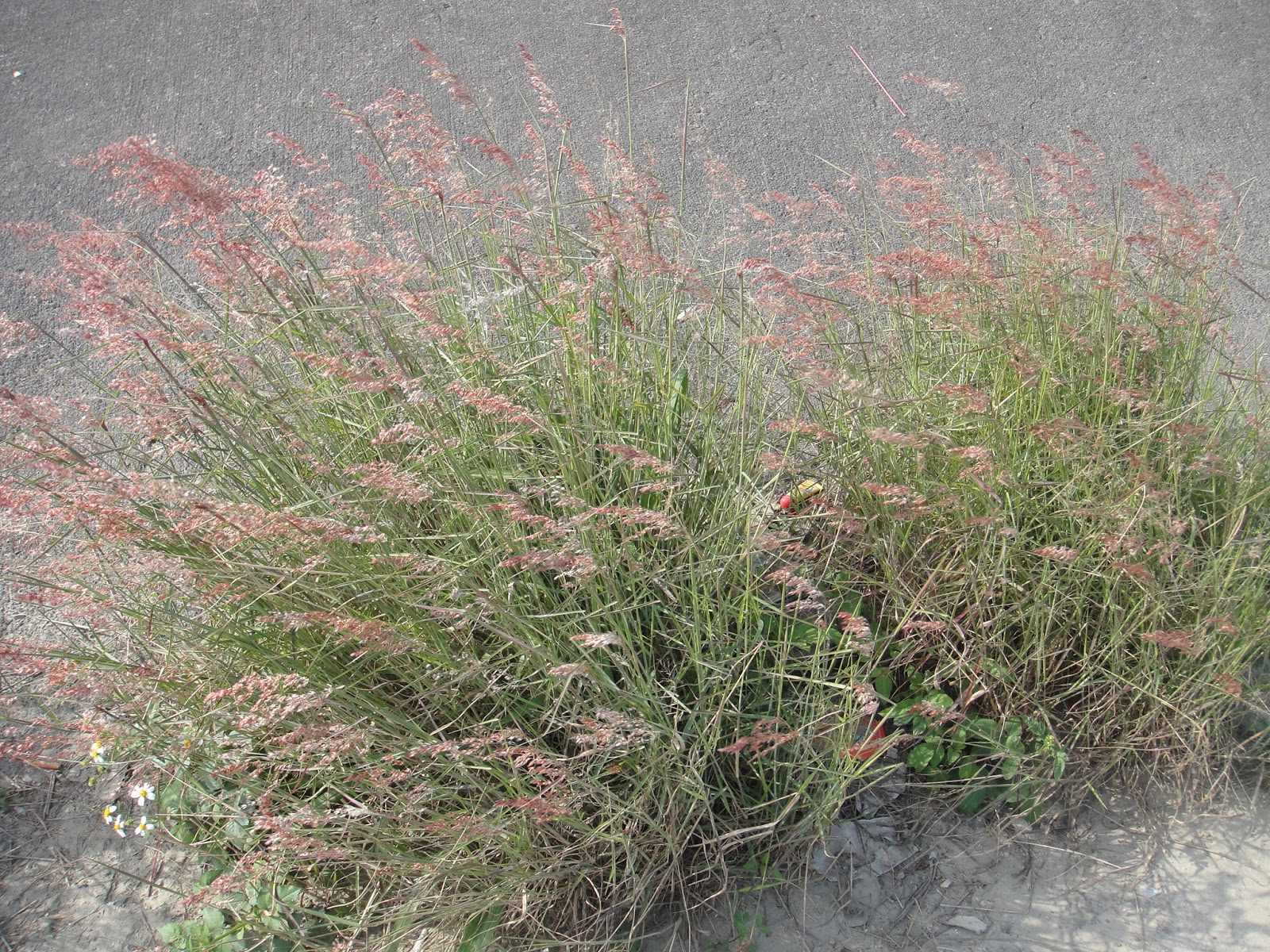 DWAN雲之端: 紅毛草--屬於禾本科，紅茅草屬；學名：Rhynchelytrum repens 〈Willd. 〉 C. E. Hubb ...