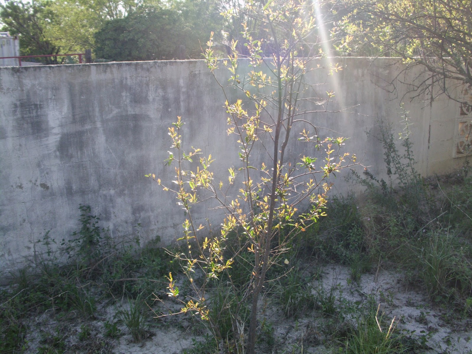 Terlingua Dreams: A tour of our weed infested yard