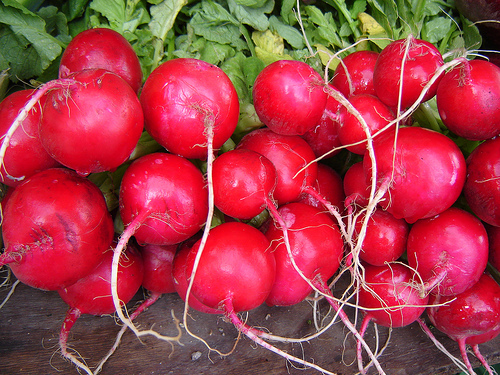El Huerto en Macetas: Cultivar rabanitos en maceta