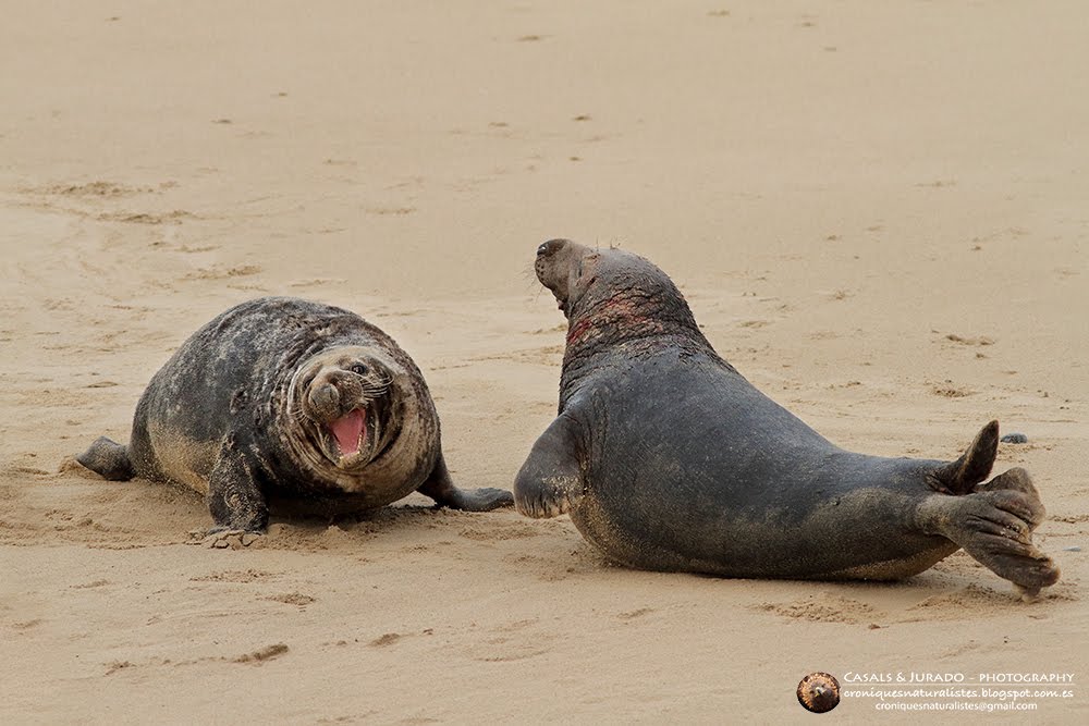 Cuando Se Pueden Ver Cachorros De Foca Norfolk