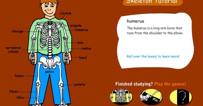 Ignasi Peraire Science Blog: The Skeleton (6th Grade)