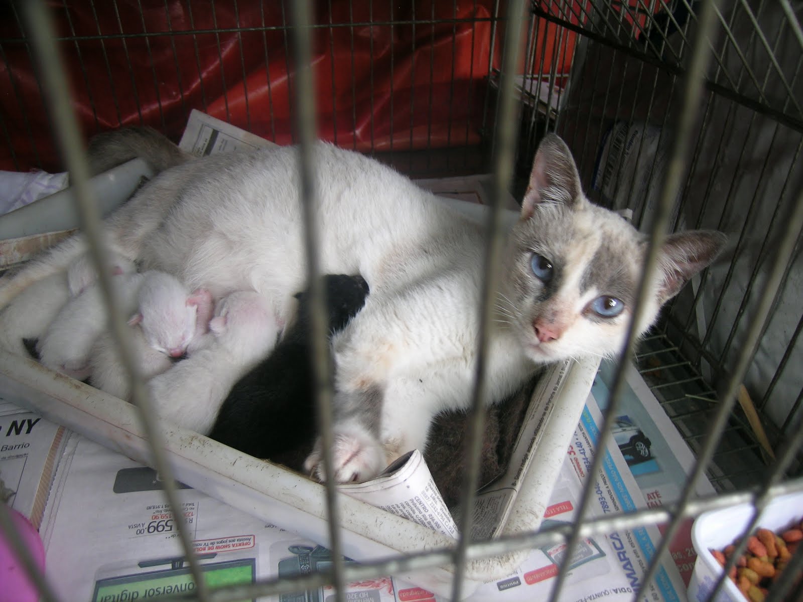 RJ Resgate Sialata com filhotes Campo de Santana