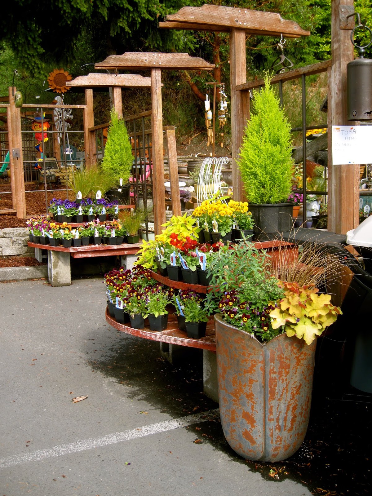 Bonney Lassie: Sometimes the Best Place to Buy a Plant...