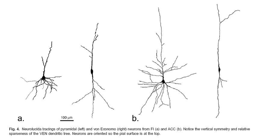 Darwinian Conservatism by Larry Arnhart: Von Economo Neurons: The ...