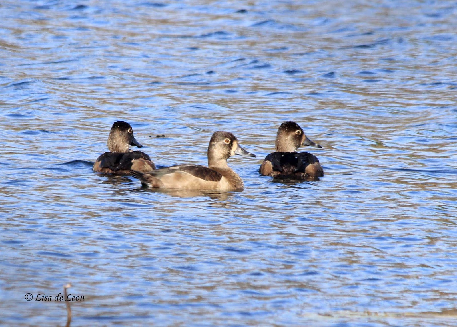 Birding with Lisa de Leon: Diving Ducks Return