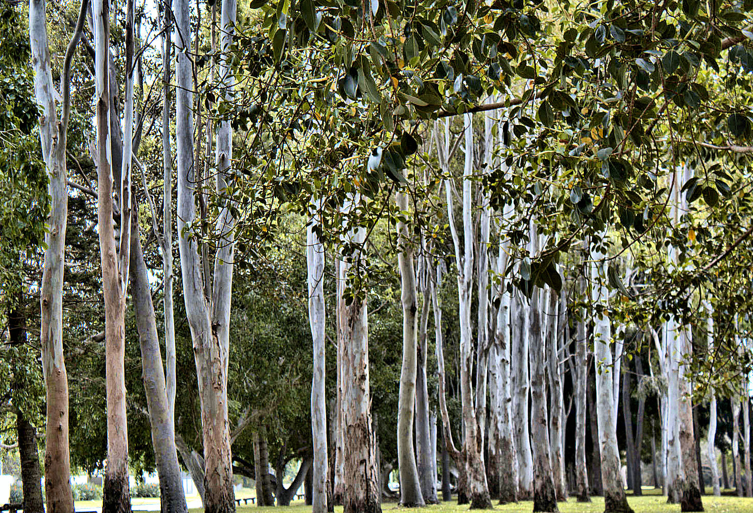 PhotosbyCris : Discovering Albert Park