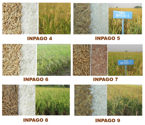 Keunggulan/Kelebihan Padi INPAGO 4 - 10. - Guru Ilmuan