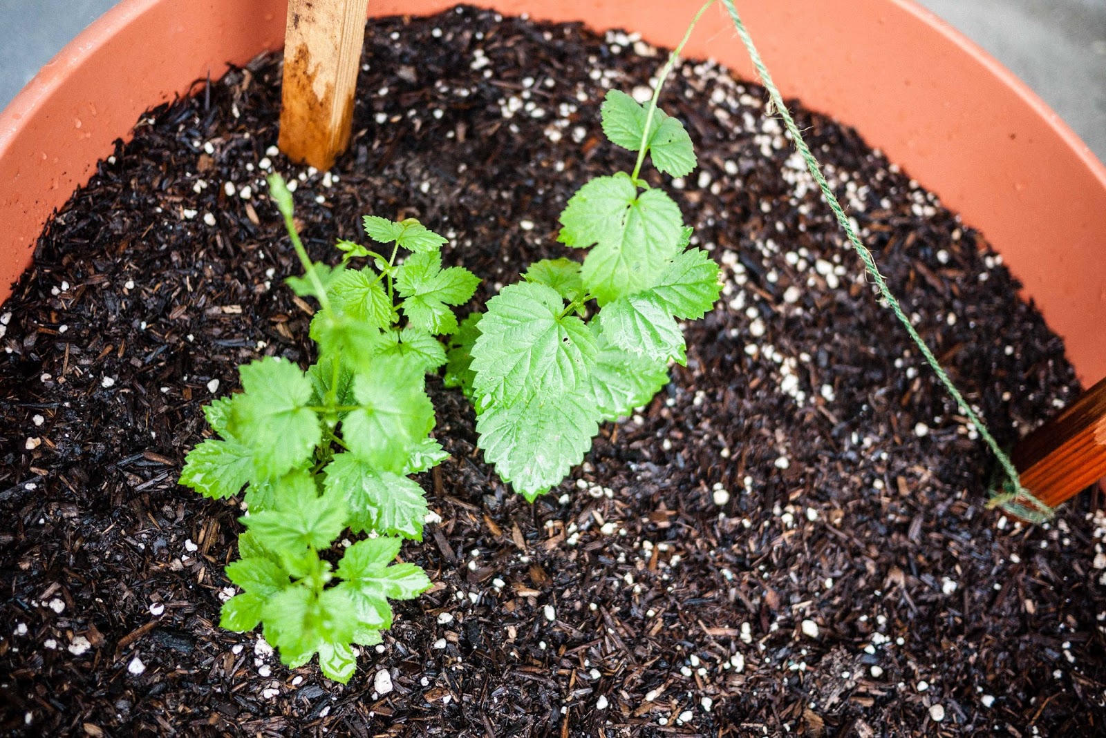 Growing Hops in Containers ~ Good Funk