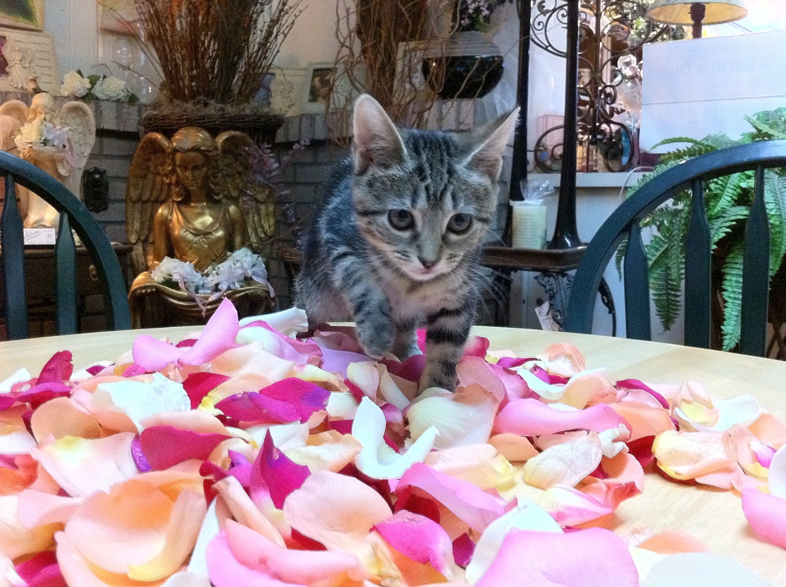 The Enchanted Petal: For the Love of Cats