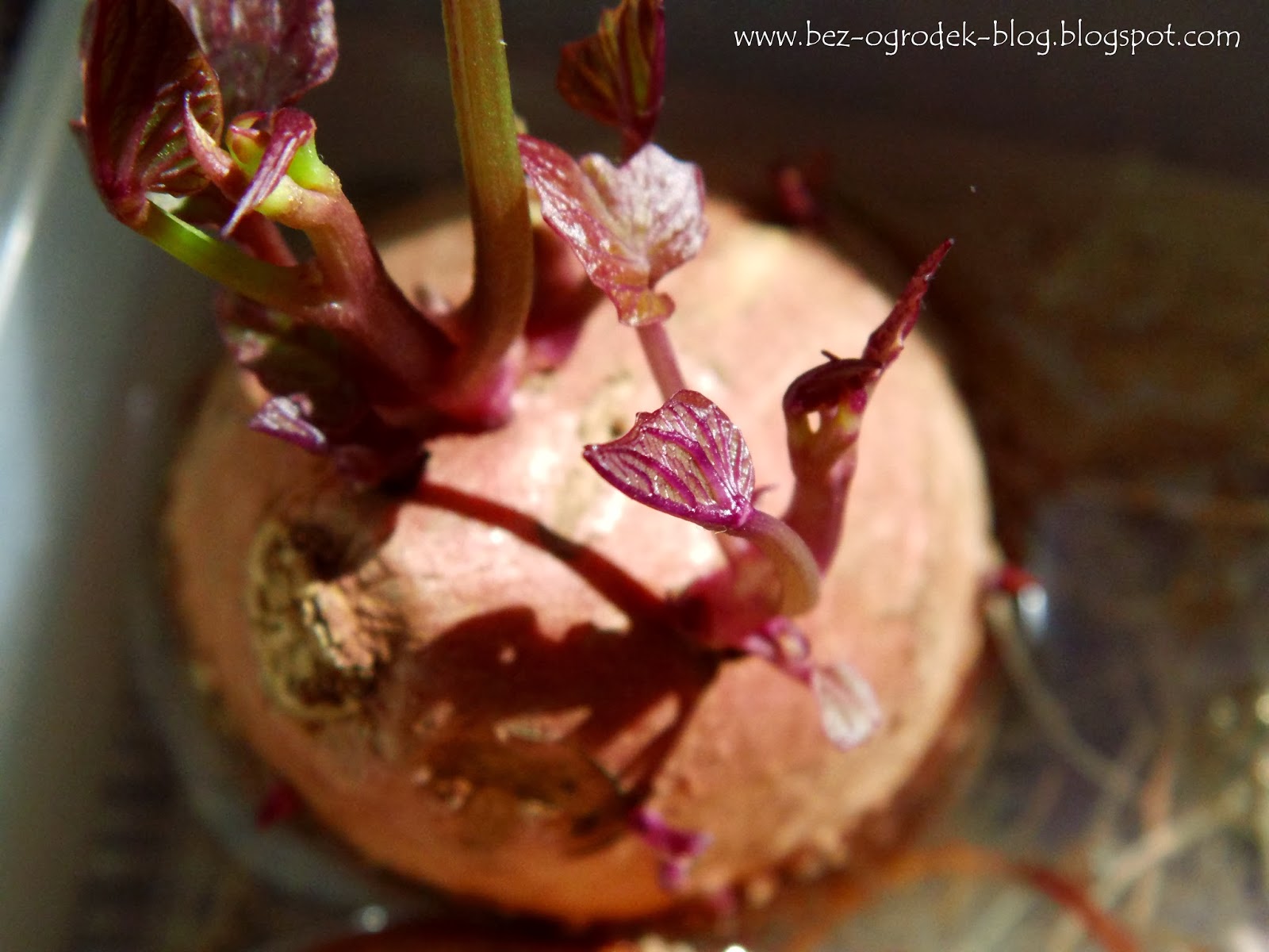 Bataty pataty, słodkie klimaty | BEZ OGRÓDEK | blog ogrodniczy