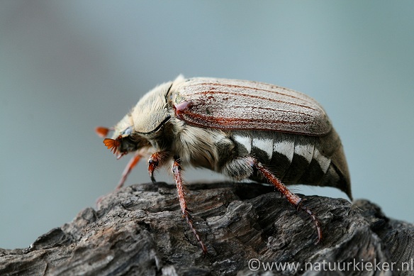 Meikevers vliegen weer volop
