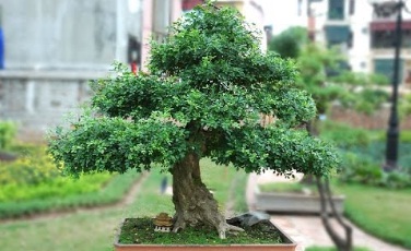 Galeri Gambar Bonsai Kemuning (Murraya Paniculata Wallpaper)