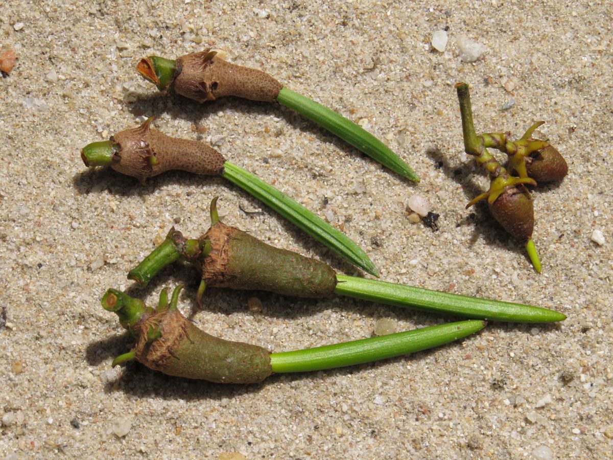 Queensland Coast: Australia's Spurred Mangroves (Ceriops sp.)