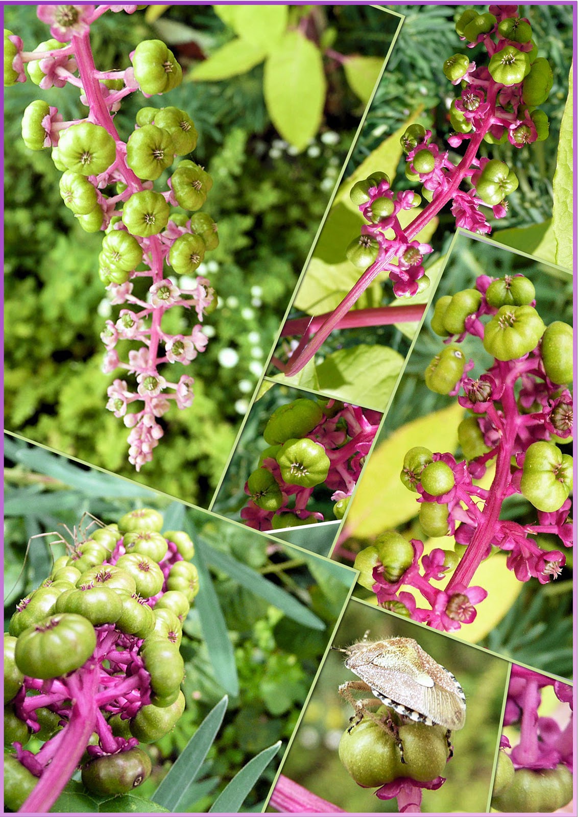 ...COQUELICOTS, COQUILLAGES...et BELLES PAGES !: Une plante superbe ...