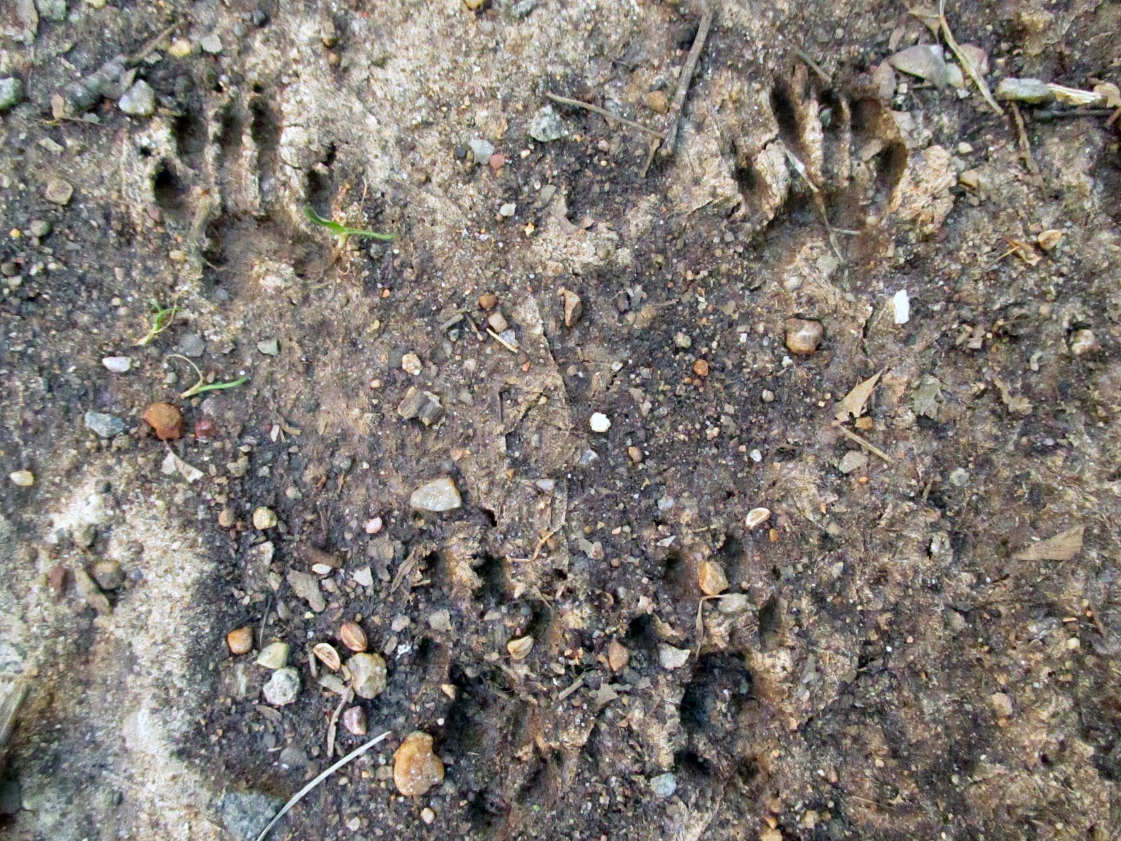 Green Jean: squirrel footprints