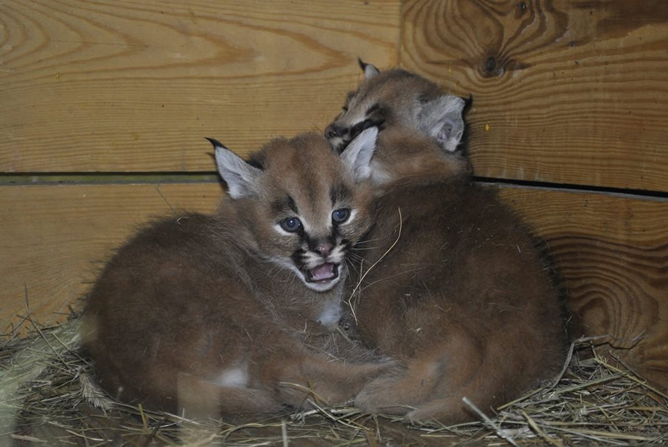 FANI ZOO - NAJWĘKSZY MAGAZYN MIŁOŚNIKÓW ZOO: W toruńskim ZOO urodziły ...
