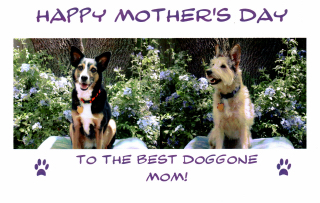 Happy Mother's Day To All The Puppy Mamas!