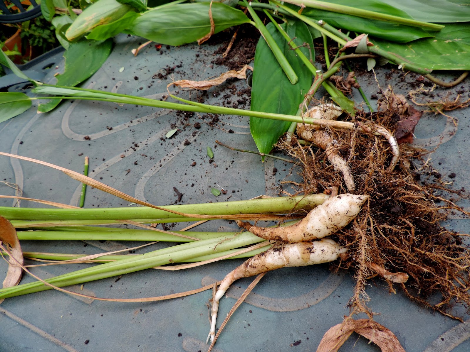 come-se: Araruta. Coluna Nhac no Paladar, edição de 7/8/14