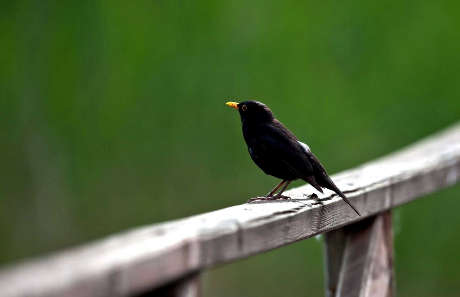 Common Blackbird Turdus Merula Hd Wallpaper | Best Wallpapers HD Gallery