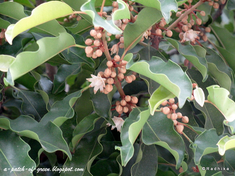 a patch of green: Maulshree