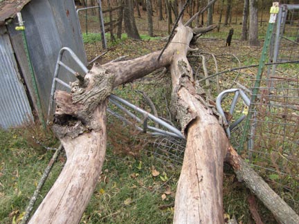 Egypt Creek Diary: Tree makes precision strike on gate