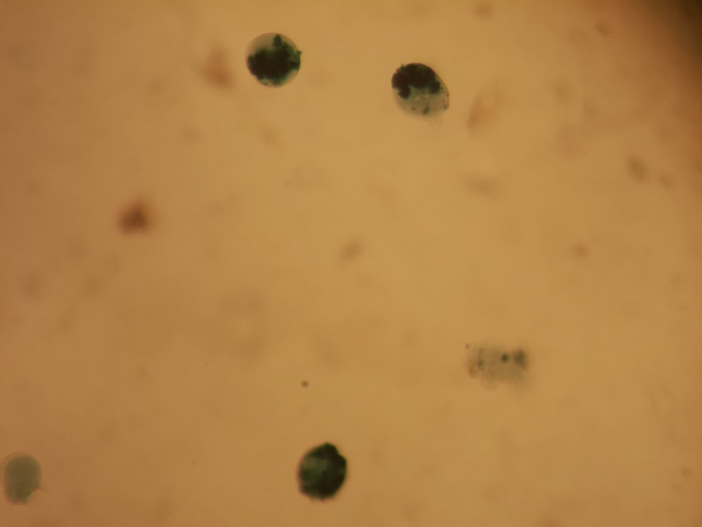 Ourlad's Paradigm: Division Chlorophyta