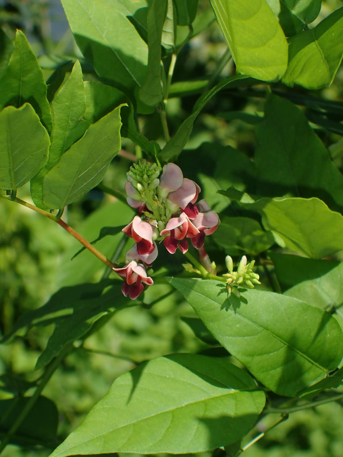 Scirpidiella's Plants: Groundnut species (Apios sp. div.) in flowers
