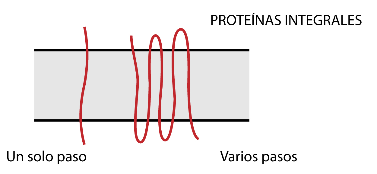 el moderno prometeo: Membranas biológicas