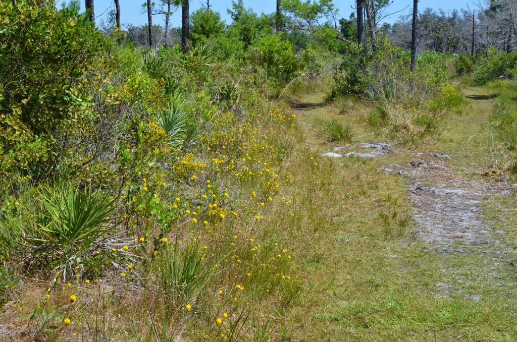 Space Coast Wildflowers: Malabar Scrub & Cameron Preserve, May 23, 2015