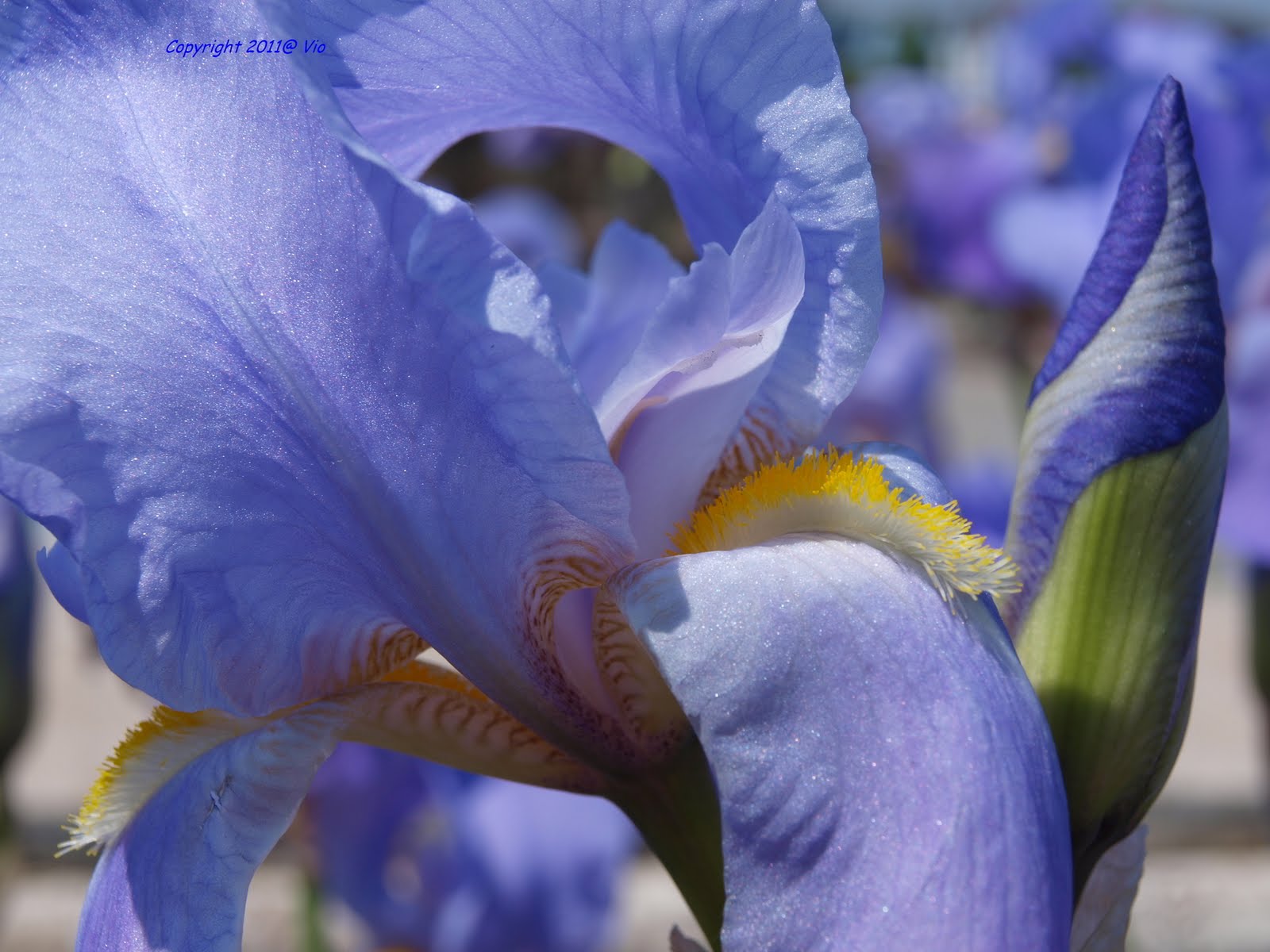 FotoBlogul din Drumul Taberei: Irisul ochiului uman