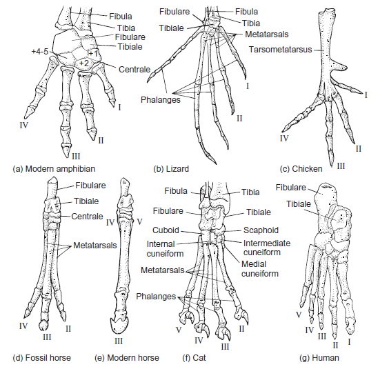 Ciencias de Joseleg: Manos y pies en los tetrápodos