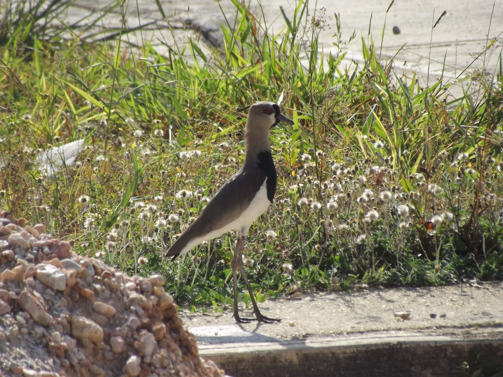 Fotomaracay: Conoce al Alcaravan Venezolano