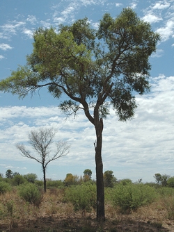 Articulos Rurales: Quebracho colorado
