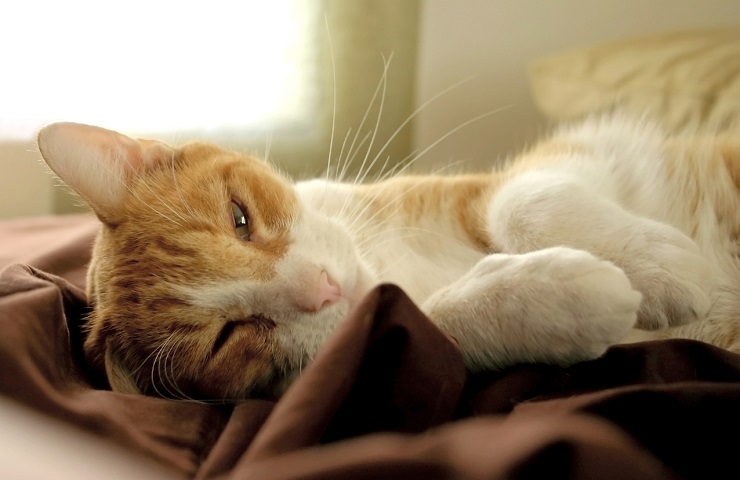 5 façons de garder votre chat heureux | Bonheur et Plaisir