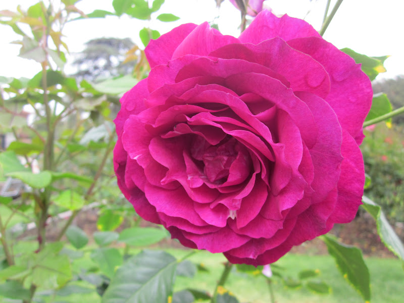 Garden Discoveries: California Roses