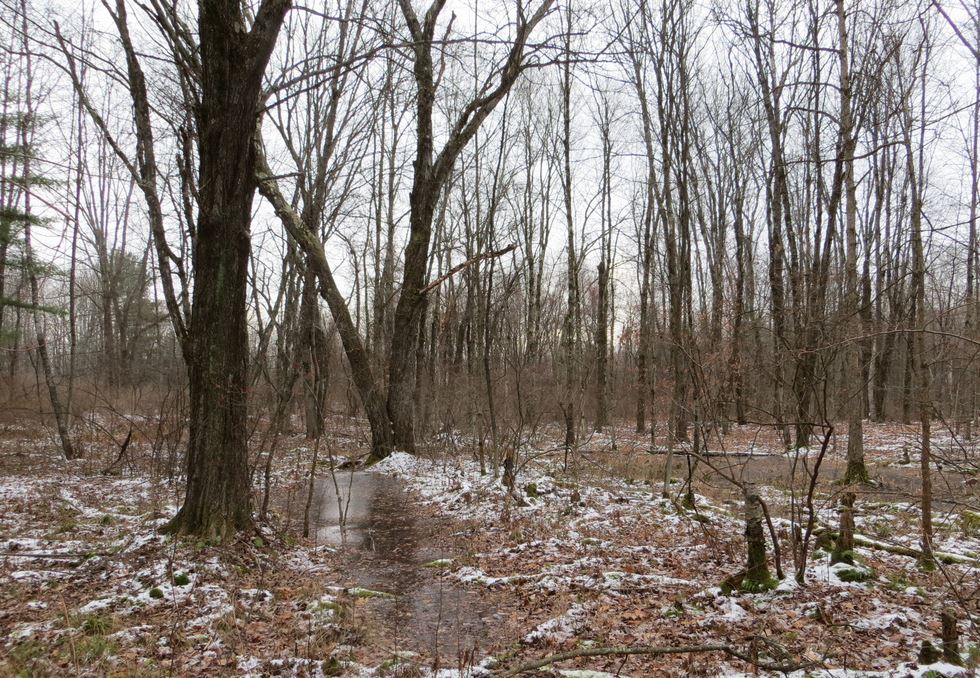 A Little Wild: The Project - The Effect of Invasive Plant Species on ...