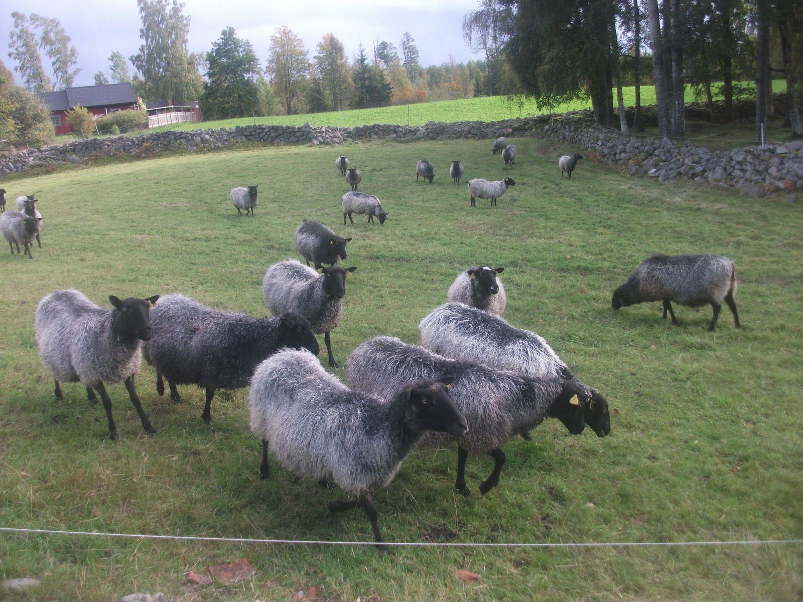 Sverige Through The Glass: "Baa-ram-ewe! Baa-ram-ewe! To your breed ...