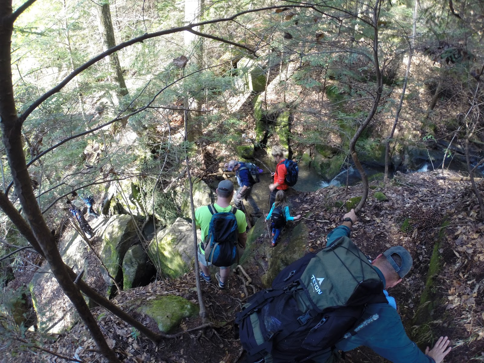 Rex's Adventures: The Big Tree-Sipsey Wilderness Area-Bankhead National ...