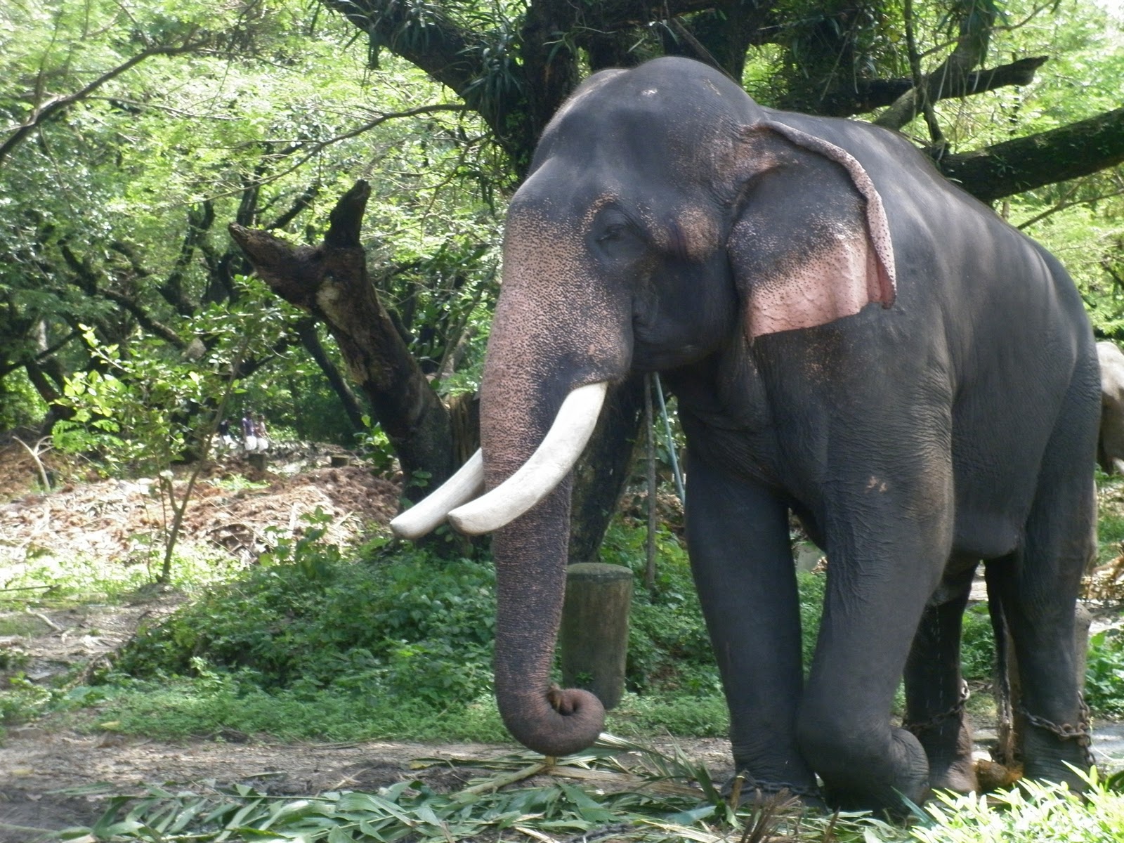 Tales Of A Nomad: Guruvayur- Abode of Lord Krishna...!!