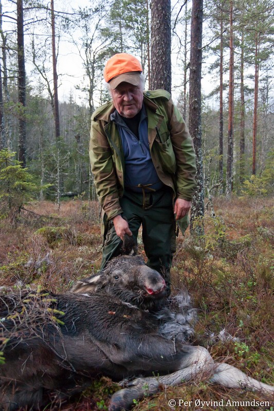 I naturen: Elgjakt på Varaldskogen 2012