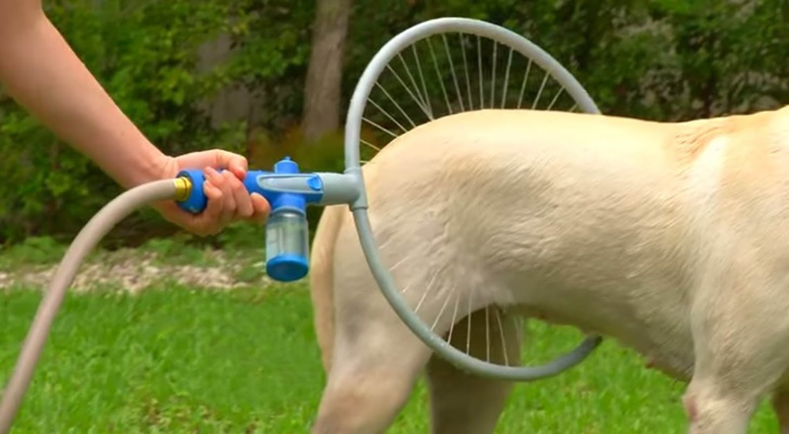This BRILLIANT Invention Will Facilitate The Lives Of Dogs And Their ...