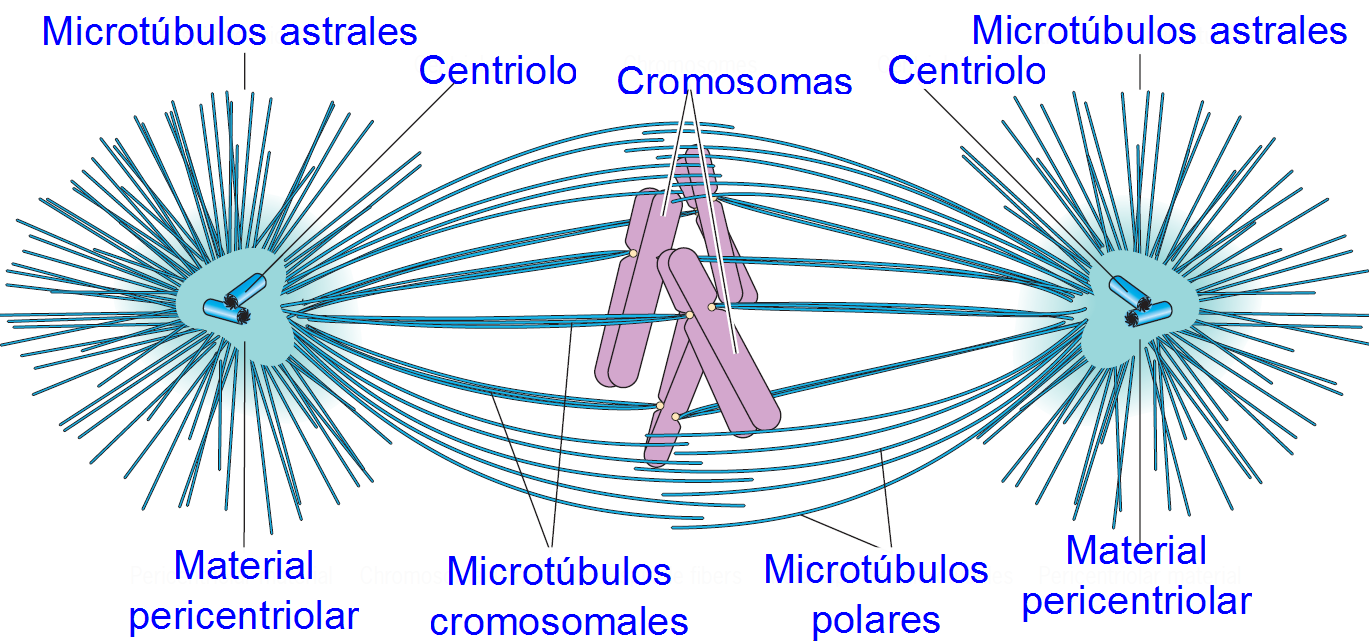 Ciencias de Joseleg: Microtúbulos polares