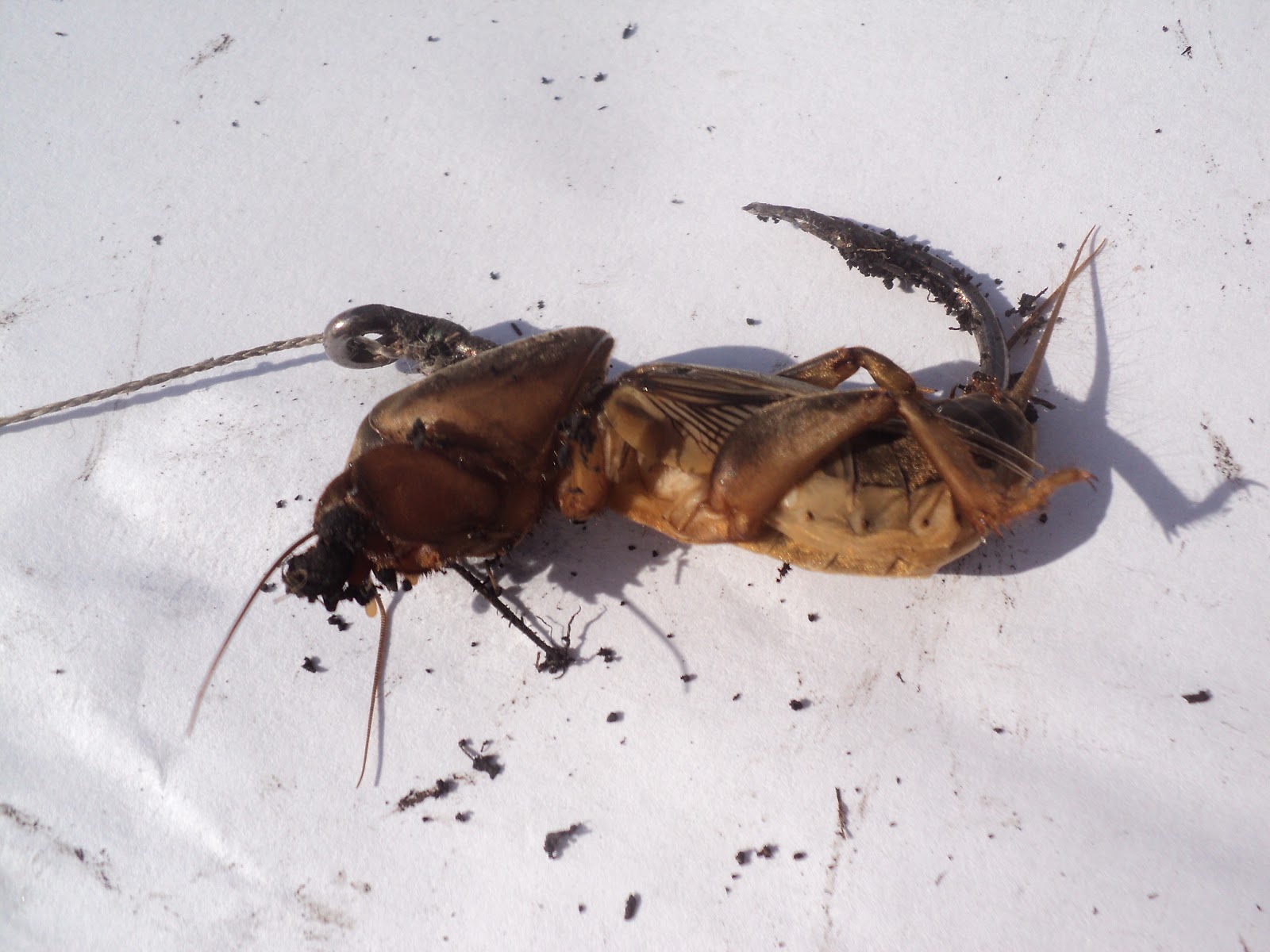 MOMEALA VIE: MOMEALA VIE