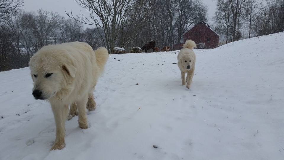 The Brown Chicken Brown Cow Farm: Great Pyrenees LGD