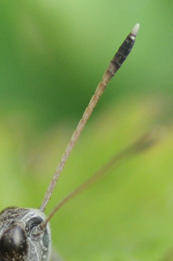 Bill's Birding: August Invertebrates